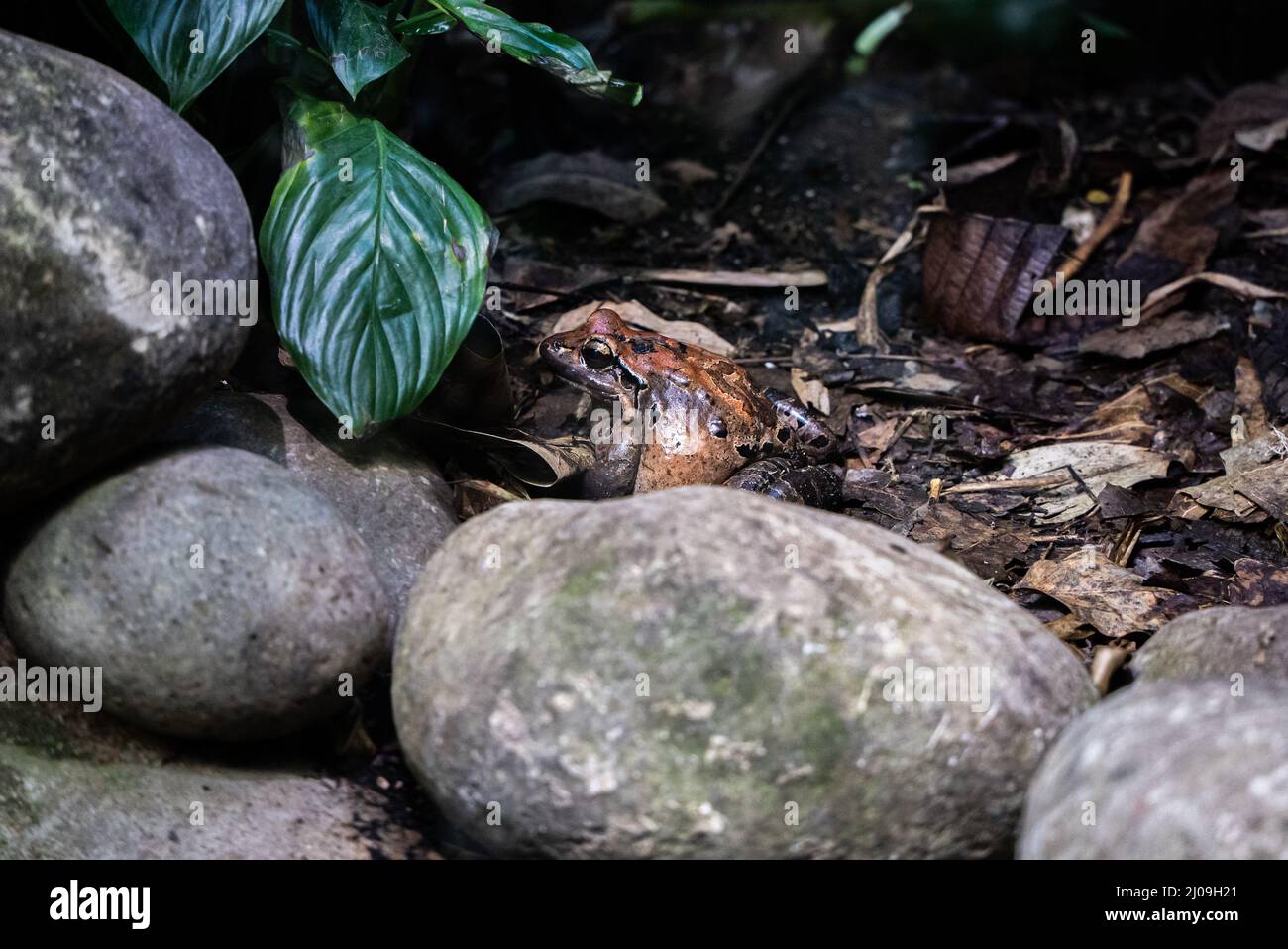 Brown frog perfectly blending in its environment at Zoo Zurich in ...