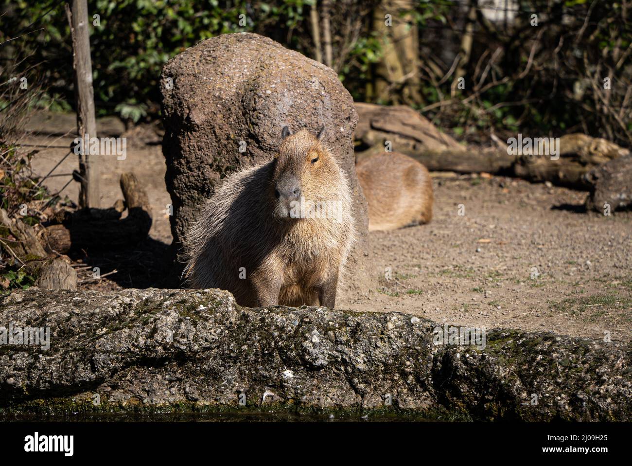 Closeup of a capybara at Zoo Zurich in Switzerland Stock Photo - Alamy