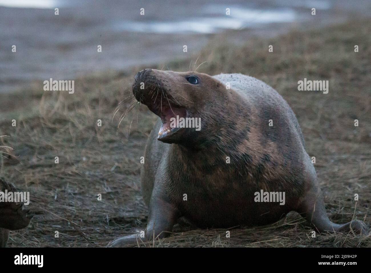 The female grey seals (Halichoerus grypus) protect their spot on the ...