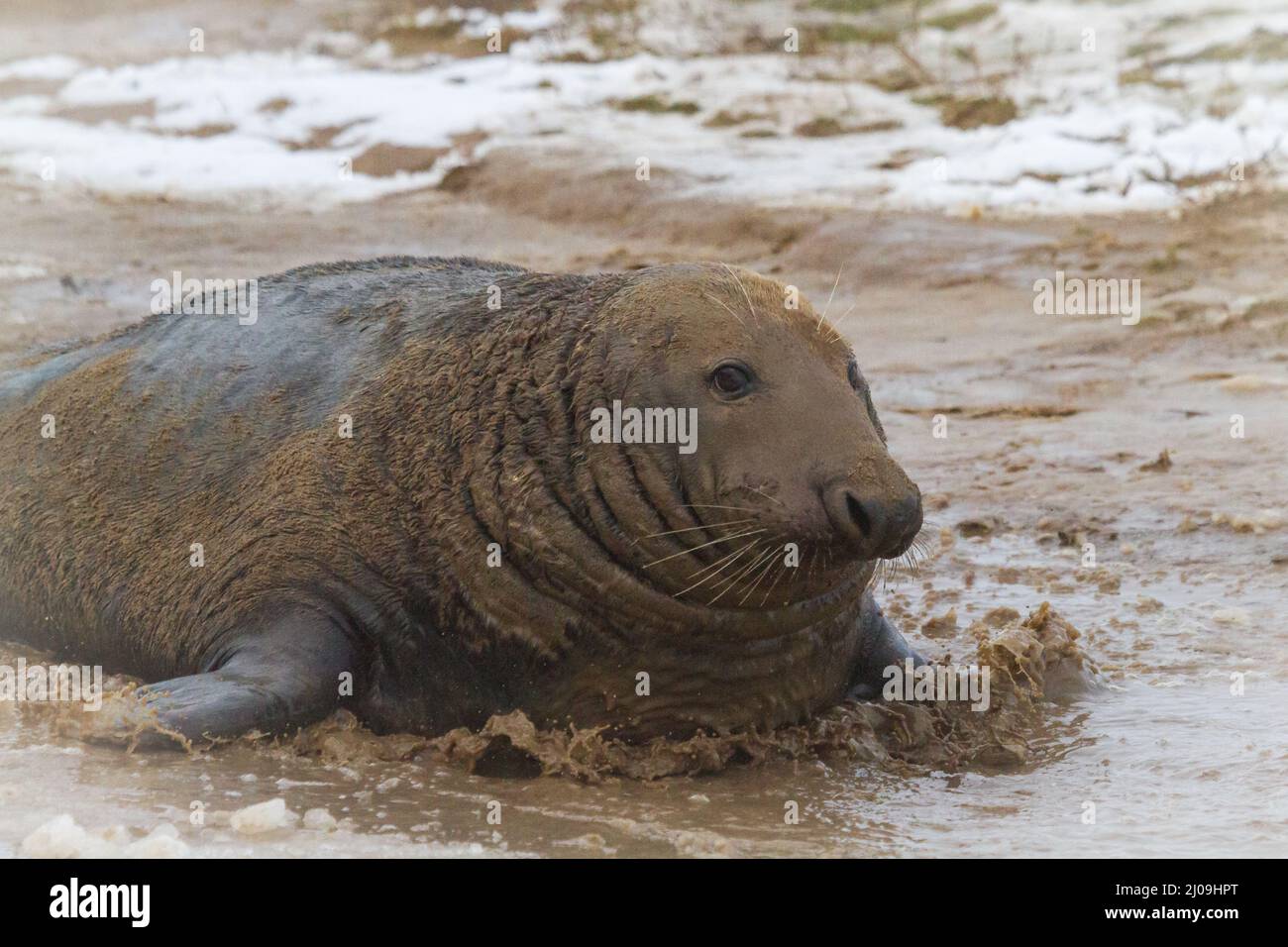 A male grey seal (Halichoerus grypus) move through the melted snow and ...