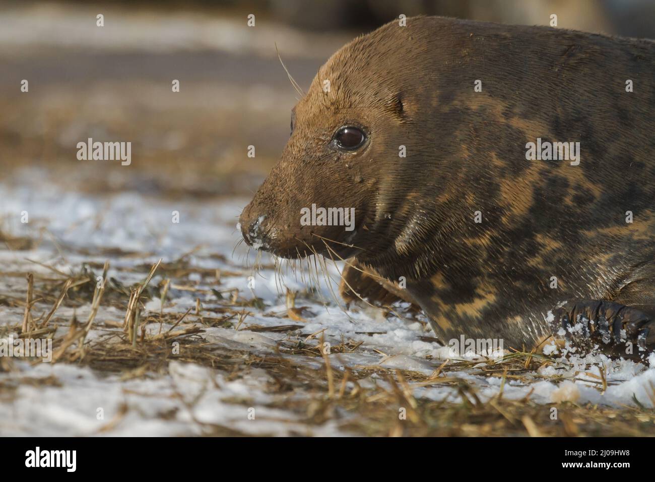 A female grey seal (Halichoerus grypus) sitting starting at the feshly ...