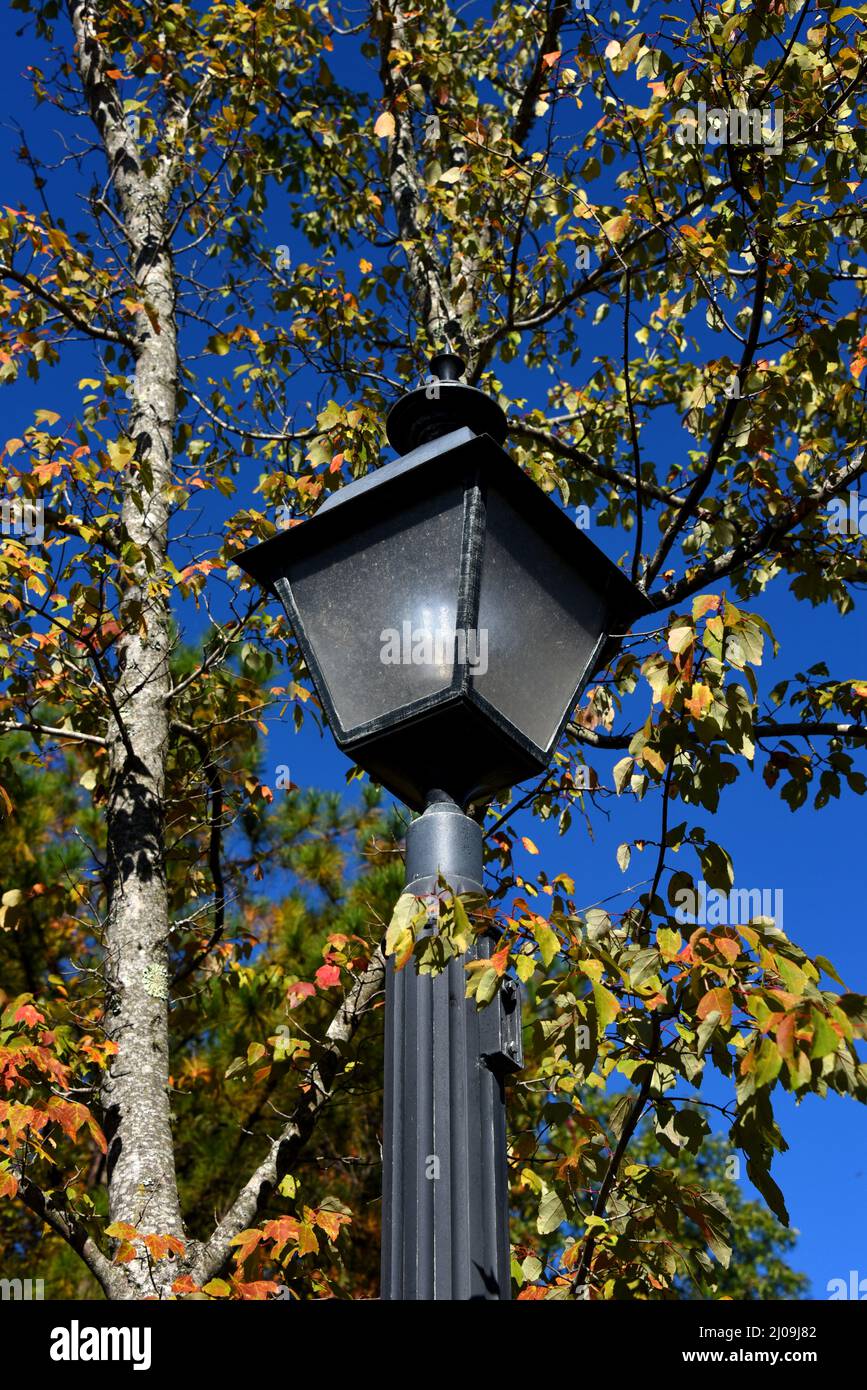 Fall is starting to color the leaves behind a black iron lamppost. Sky ...