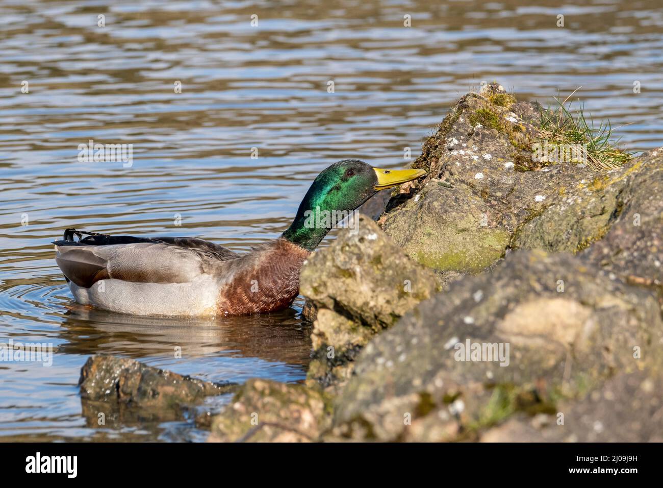 Mallard/Mallard Duck (Anas platyrhynchos), male. Trimpley Reservoir ...