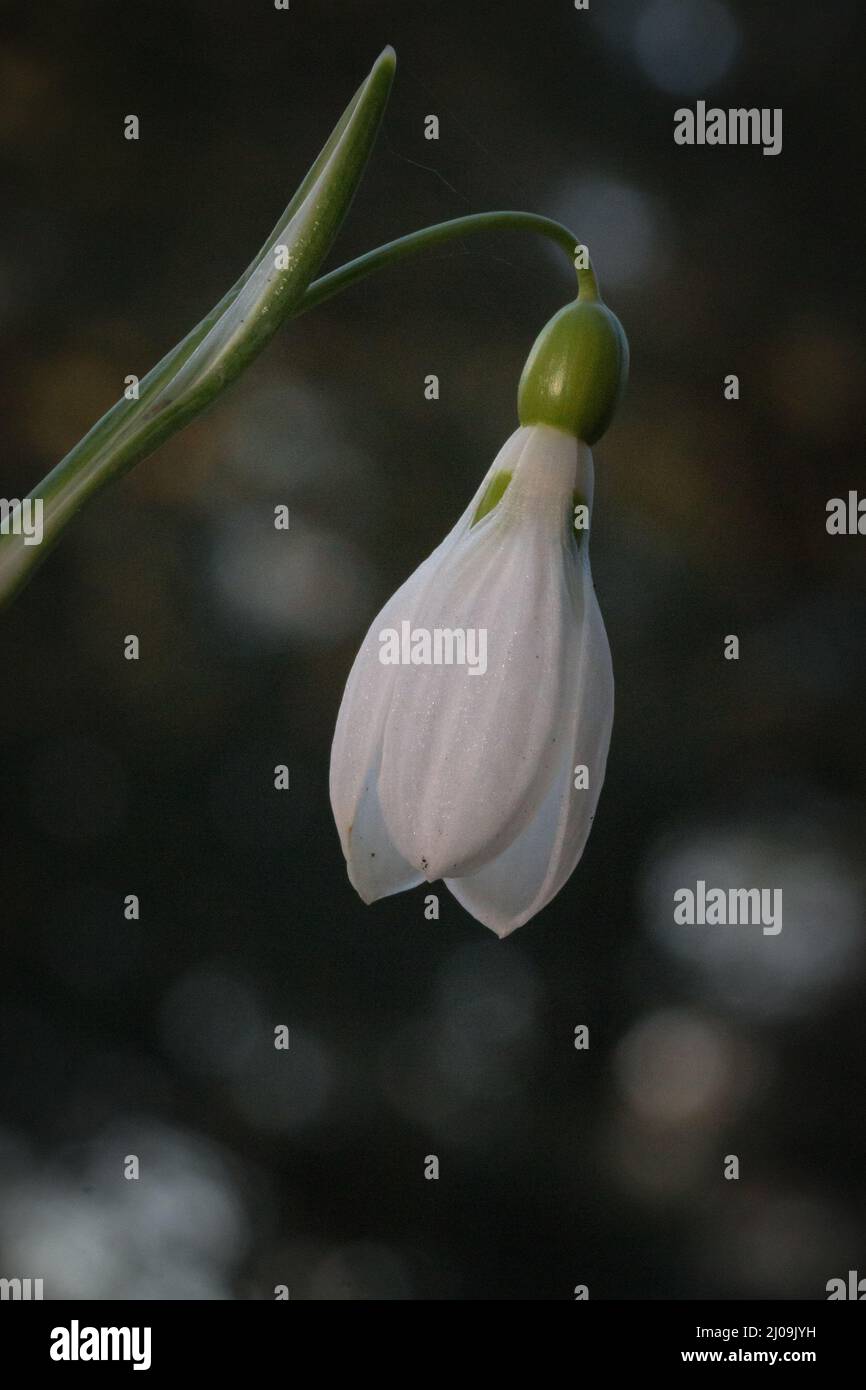 Close up common snowdrop hi-res stock photography and images - Alamy