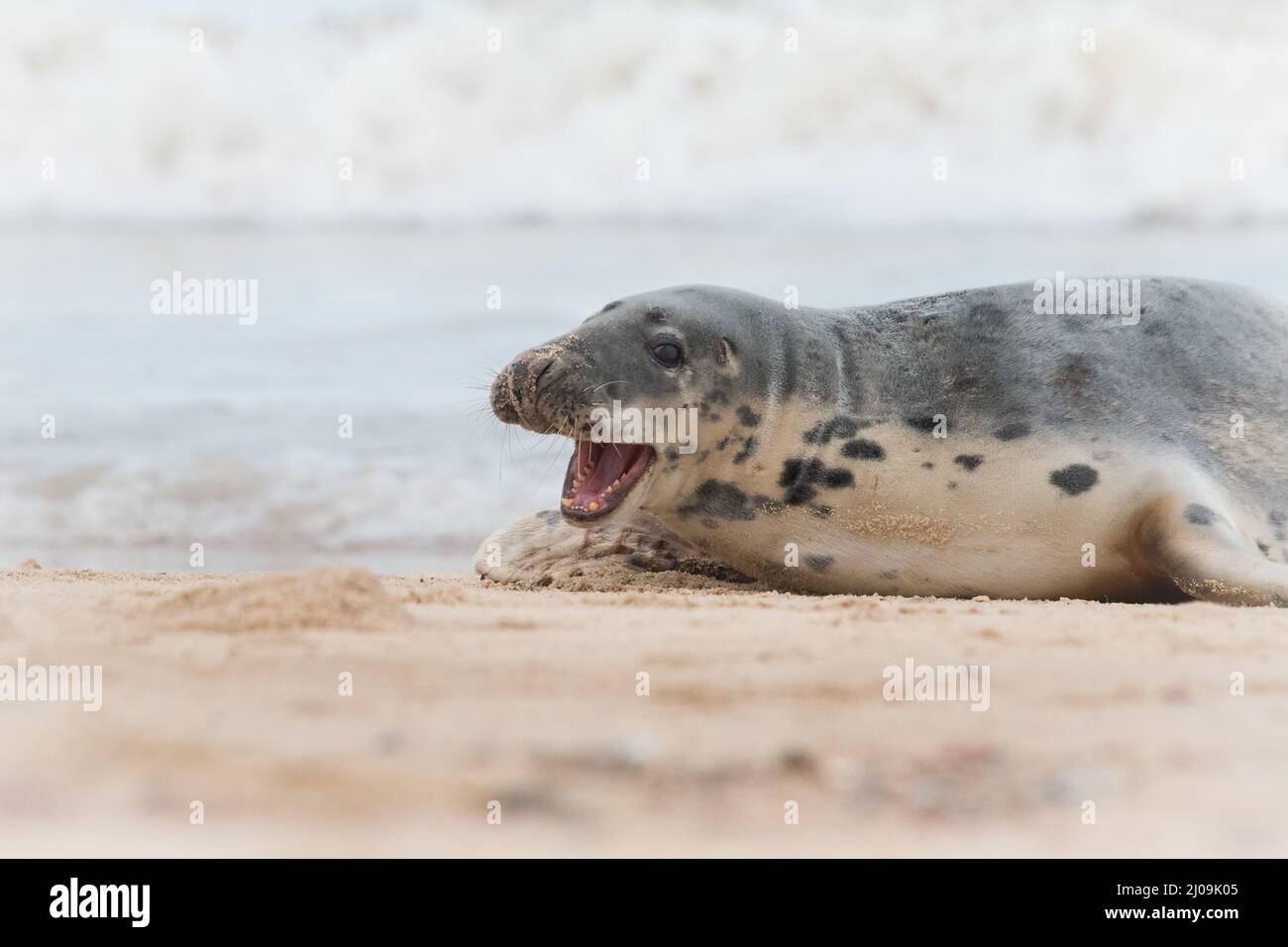 A female grey seal (Halichoerus grypus) lies on the beach at Horsey Gap ...