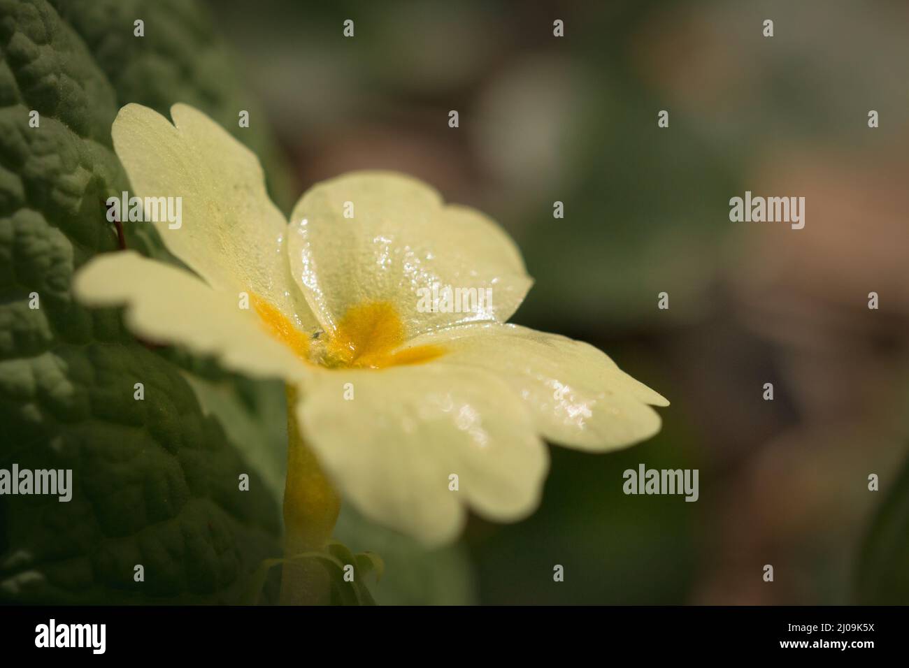 Close up of the yellow and orange primrose (Primula vulgaris) flower ...