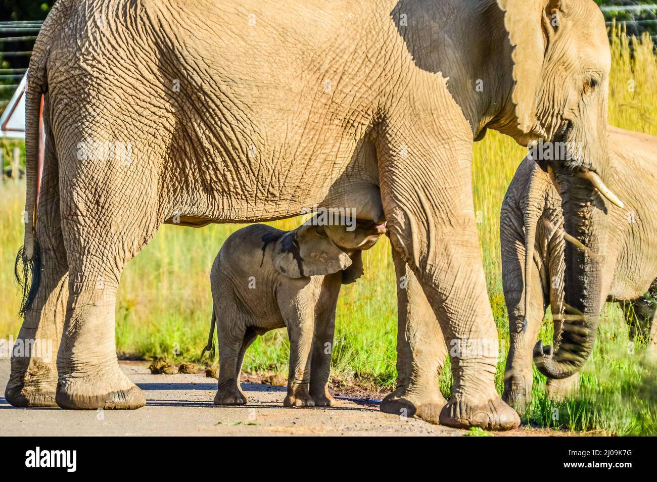 African elephant family with a baby suckling on mother in a game ...