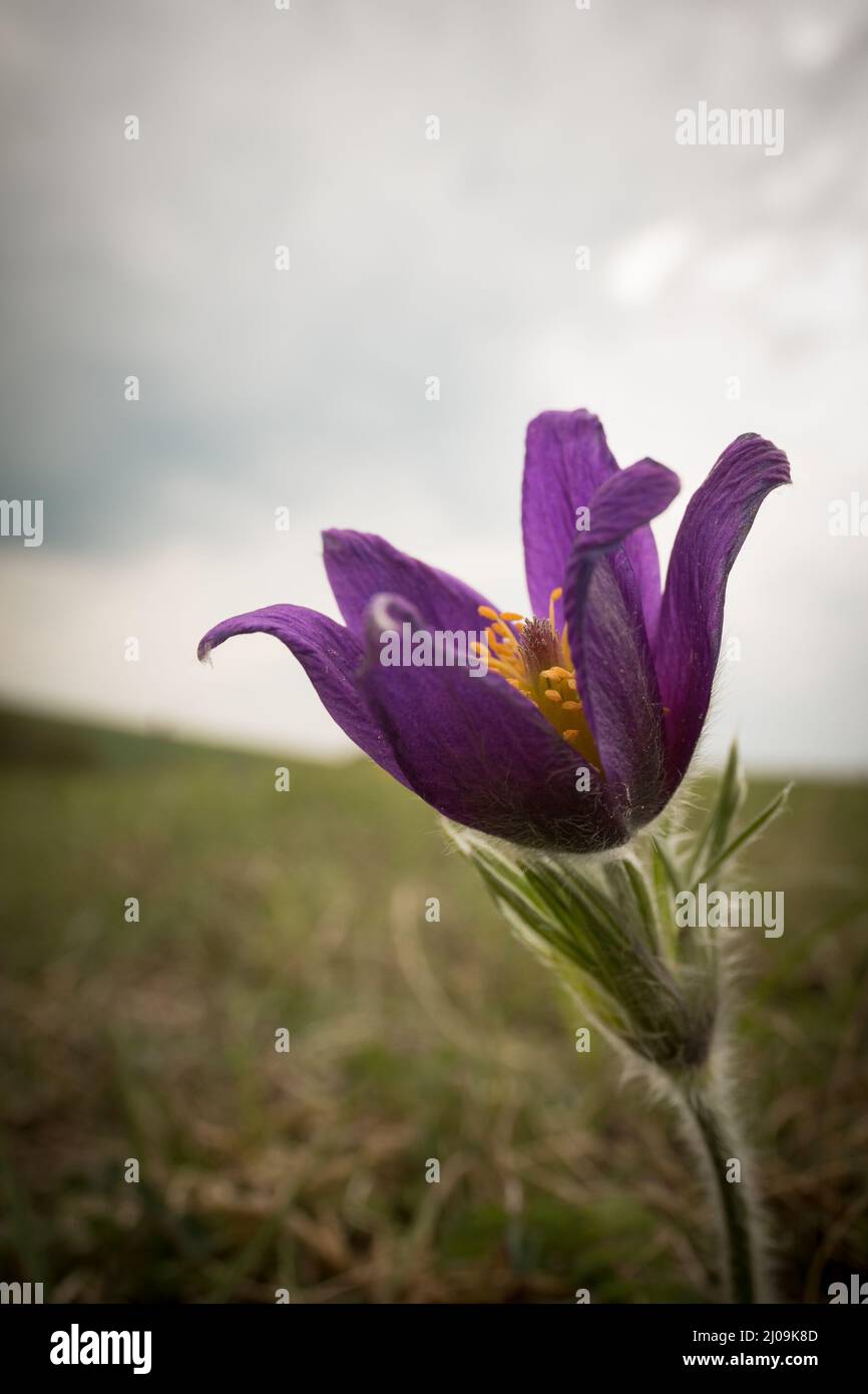 The purple and yellow Pasque flower (Pulsatilla vulgaris) grows on the ...