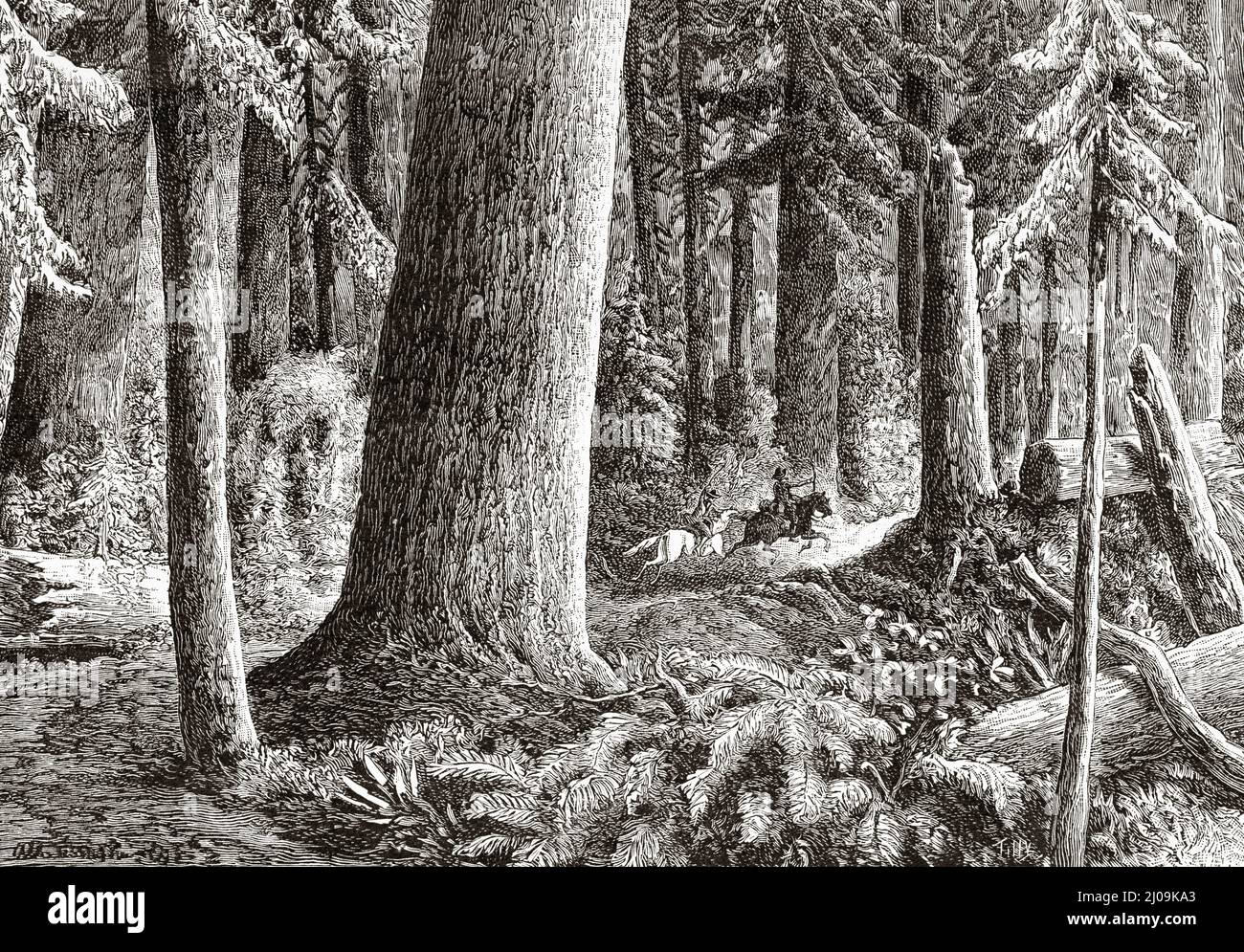 Tacoma Forest. Path leading to the Valley of Paradise, National Park in ...