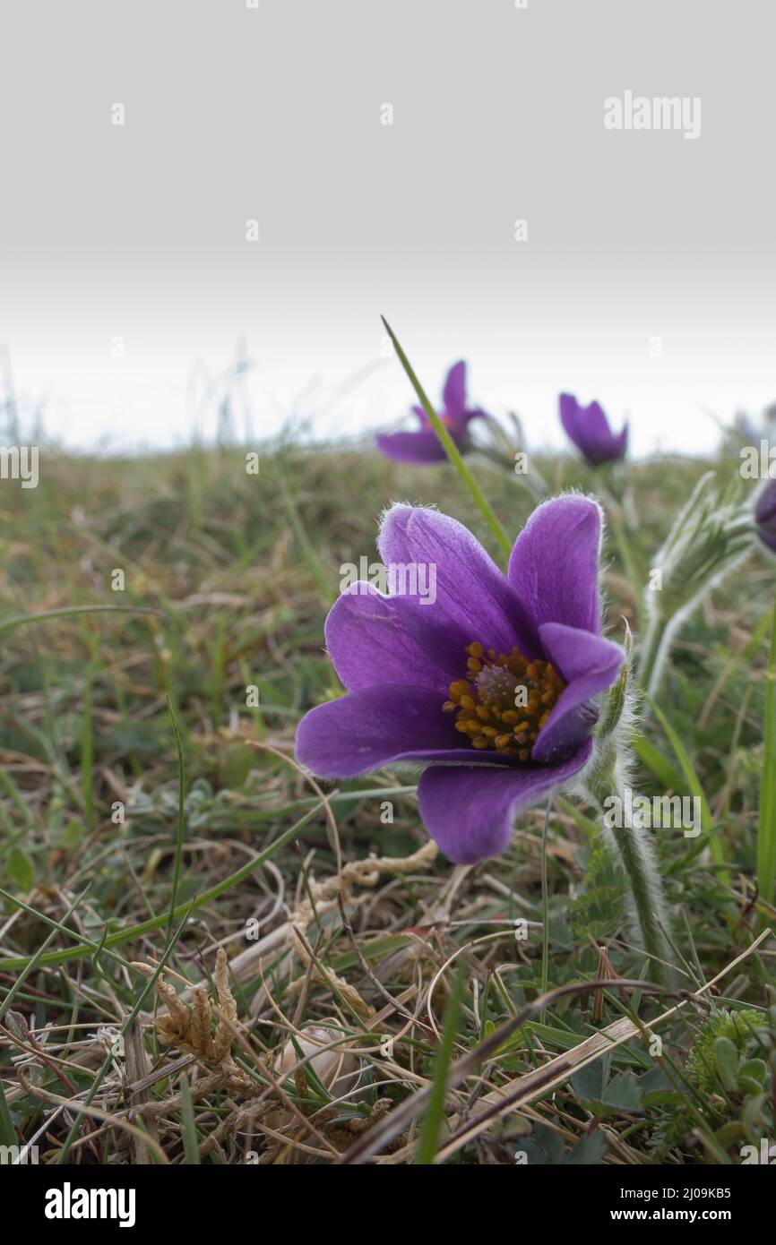 A purple pasque flower (Pulsatilla vulgaris) growing in the wild on the ...