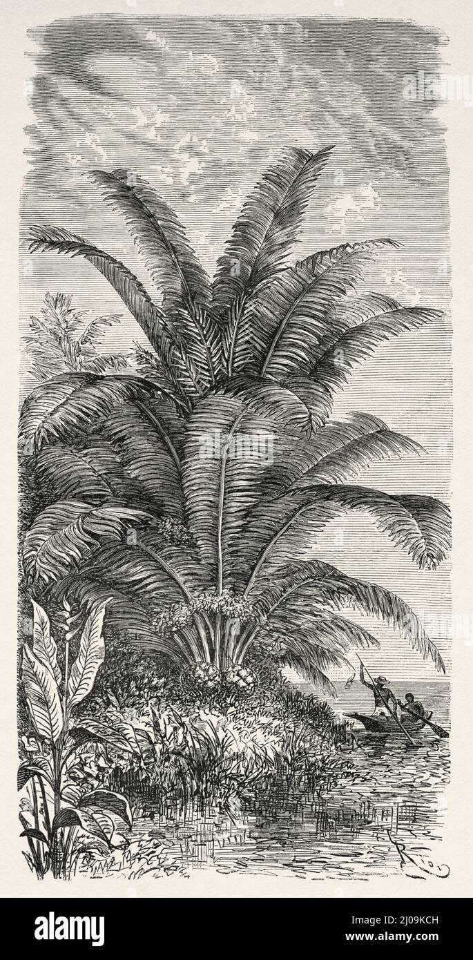 Ivory Palm or Yarina, making Cumba (Phytelephas macrocarpa) Magdalena ...