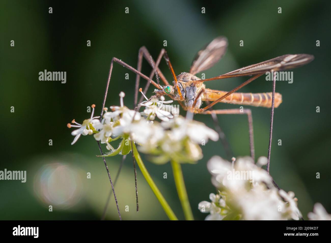 Cranefly tipula vernalis hi-res stock photography and images - Alamy