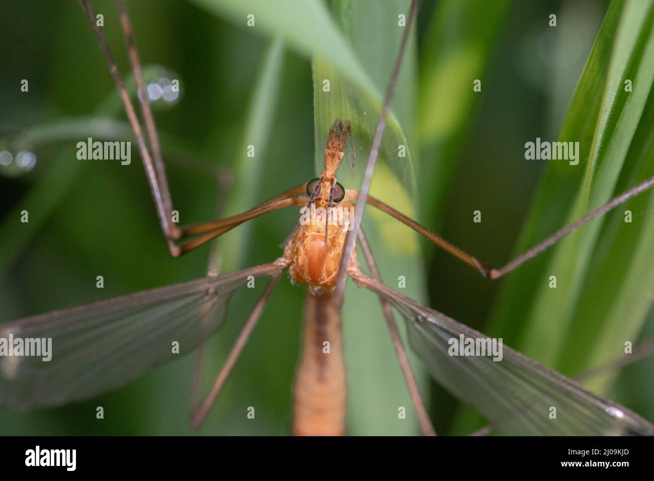 Cranefly tipula vernalis hi-res stock photography and images - Alamy