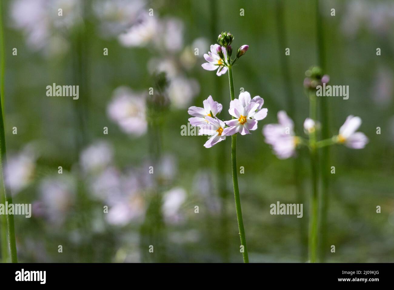 White and pink water violets (Hottonia palustris) grow in the Pingos of ...