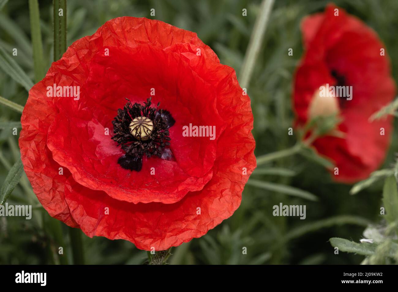 Centre of a poppy hi-res stock photography and images - Alamy
