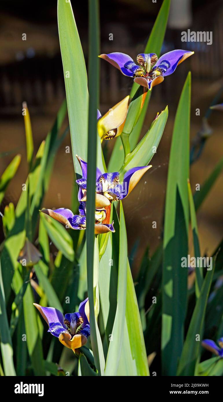 Walking Iris flower (Neomarica caerulea) on tropical garden Stock Photo ...