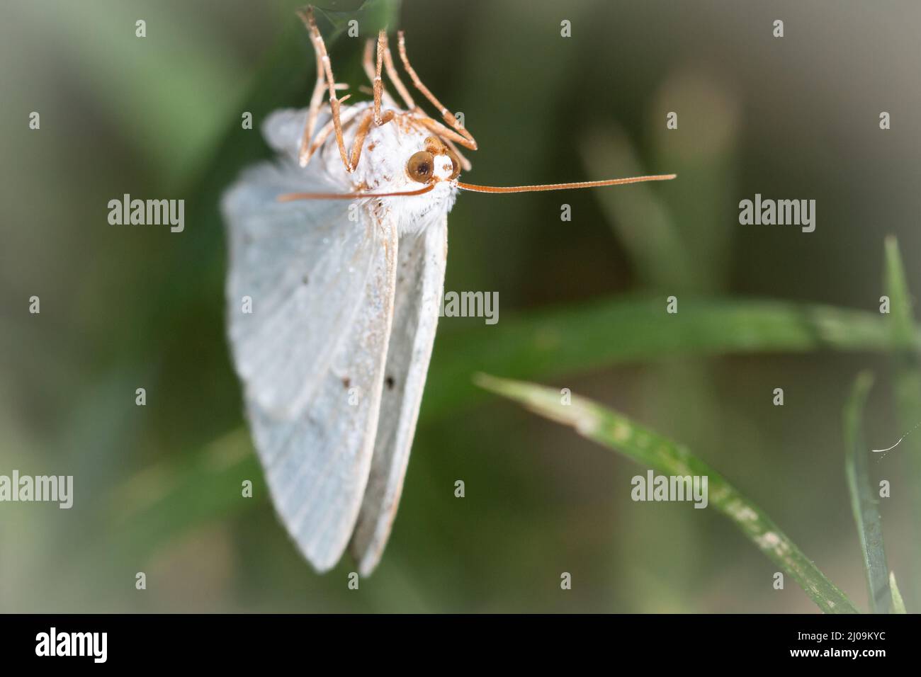 This white moth hangs from a leaf after being rescued from a moth trap ...