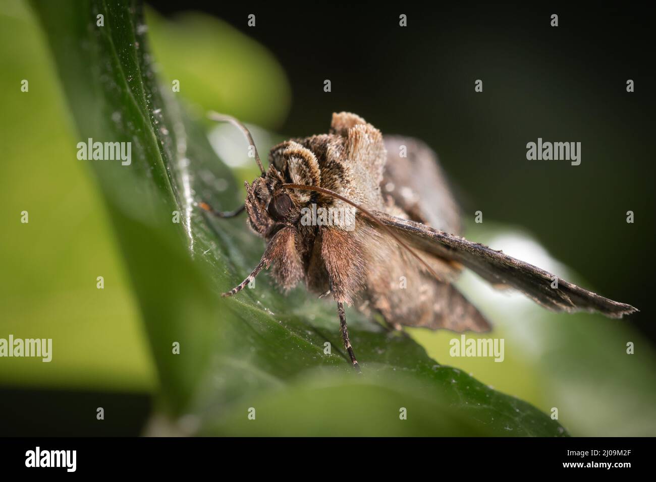 A spectacle moth (Abrostola tripartita) rests on an ivy leaf after ...