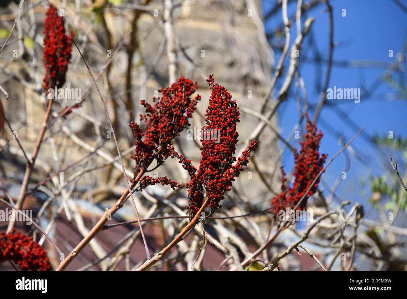 Clusters of bright red Sumac are among the vines and overgrowth on this ...