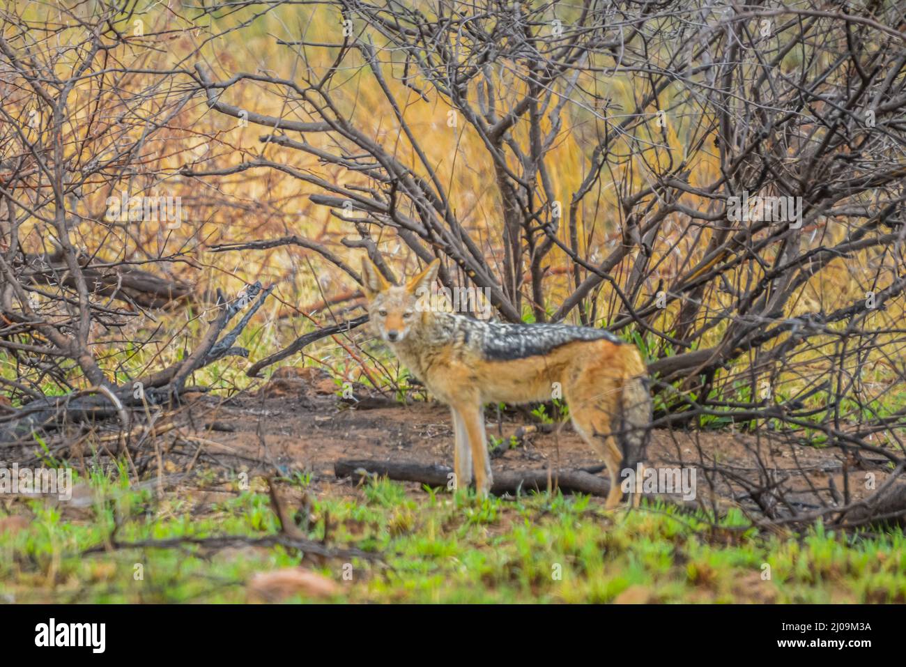 An isolated black backed jackal Canis Mesomelas in a wild nature reserve South Africa Stock ...