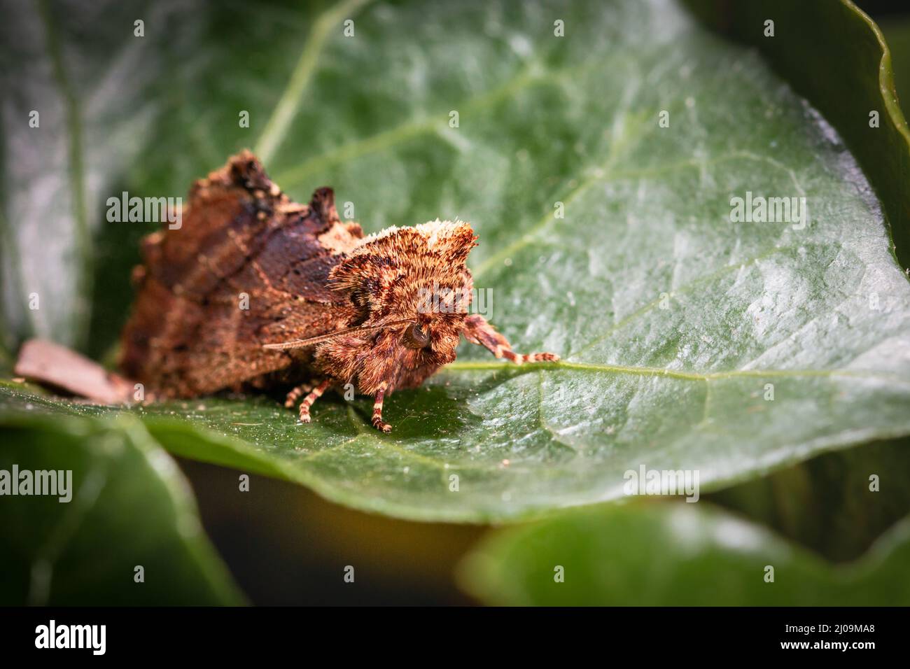 The spectacle moth (Abrostola tripartita) shows off its plumes, spikes ...