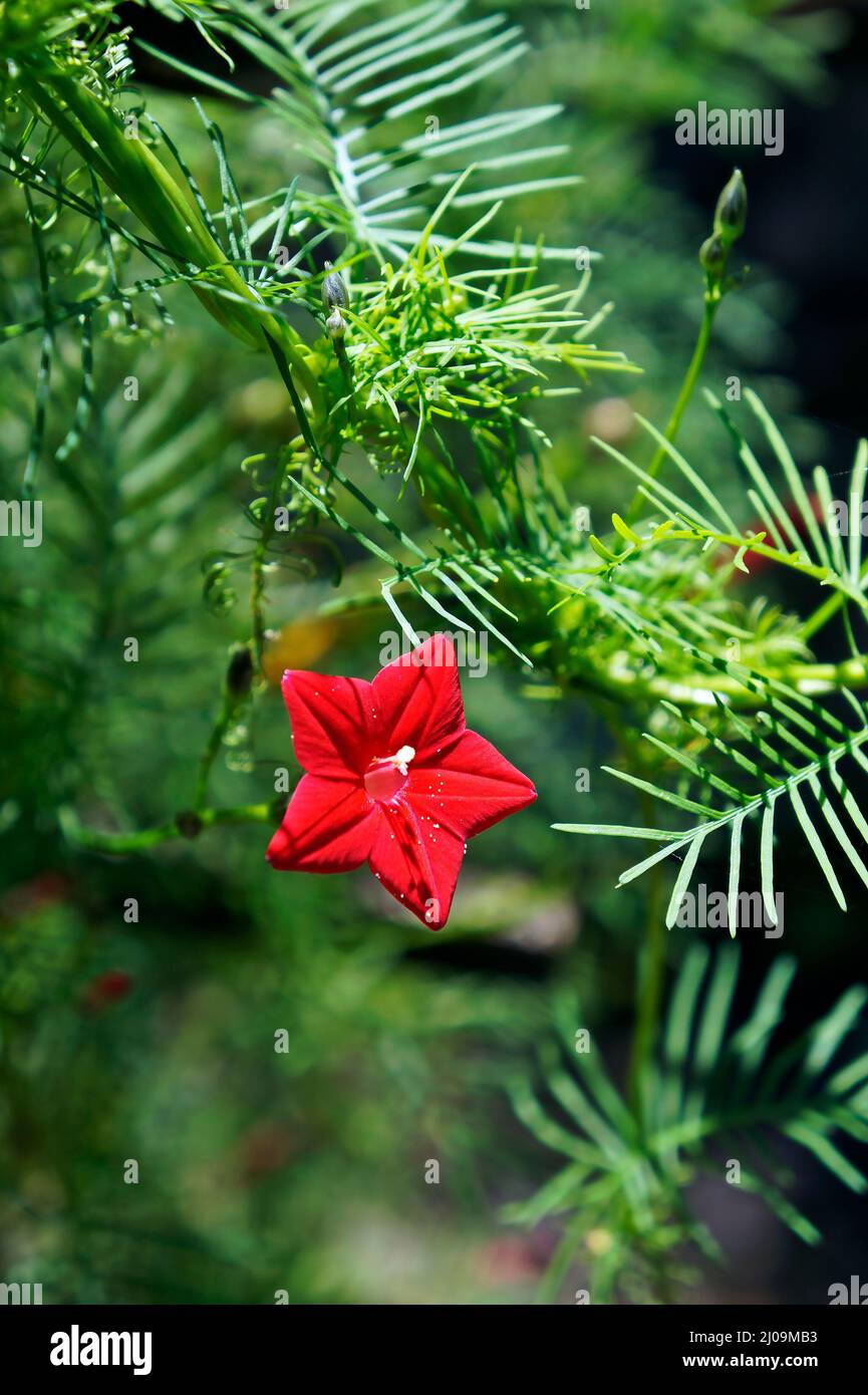 Cypress vine, cypressvine morning glory or cardinal creeper (Ipomoea ...