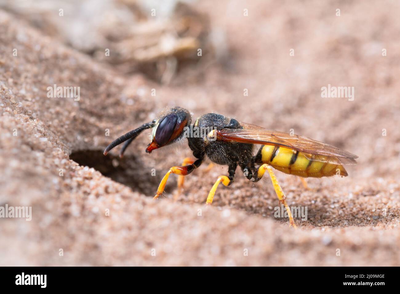 The beewolf (Philanthus triangulum) digs a burrow in the famous Digger ...
