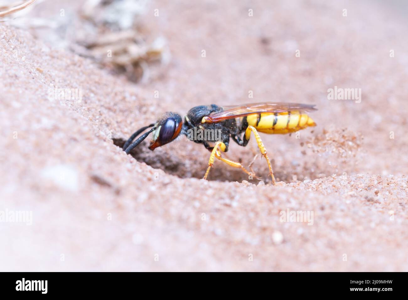 A beewolf (Philanthus triangulum) digs a burrow in the sandy path of a ...