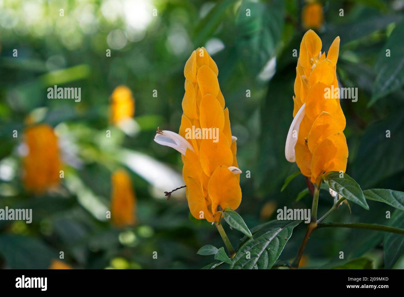 Golden shrimp plant flower (Pachystachys lutea Stock Photo - Alamy