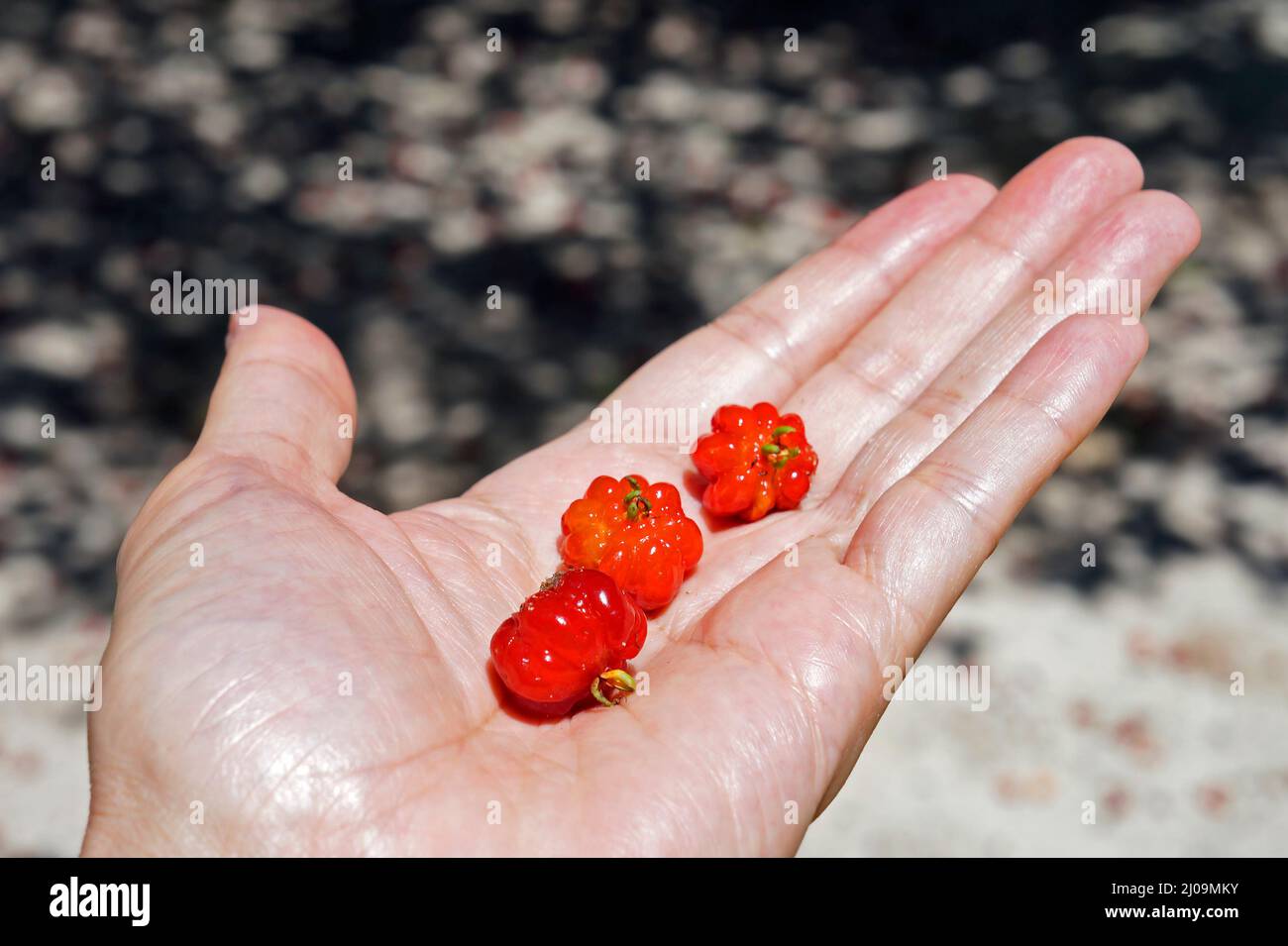 Brazilian cherry (Eugenia uniflora) on hand Stock Photo - Alamy
