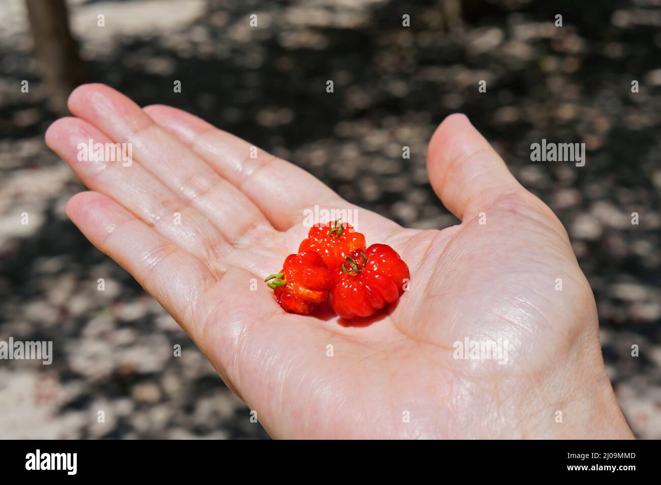 Brazilian cherry (Eugenia uniflora) on hand Stock Photo - Alamy