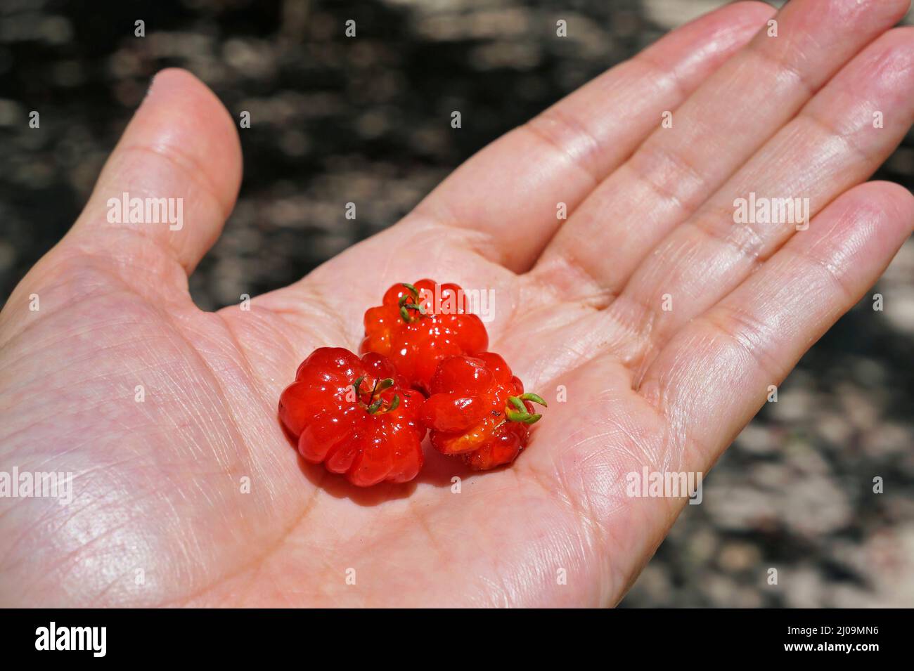Brazilian cherry (Eugenia uniflora) on hand Stock Photo - Alamy