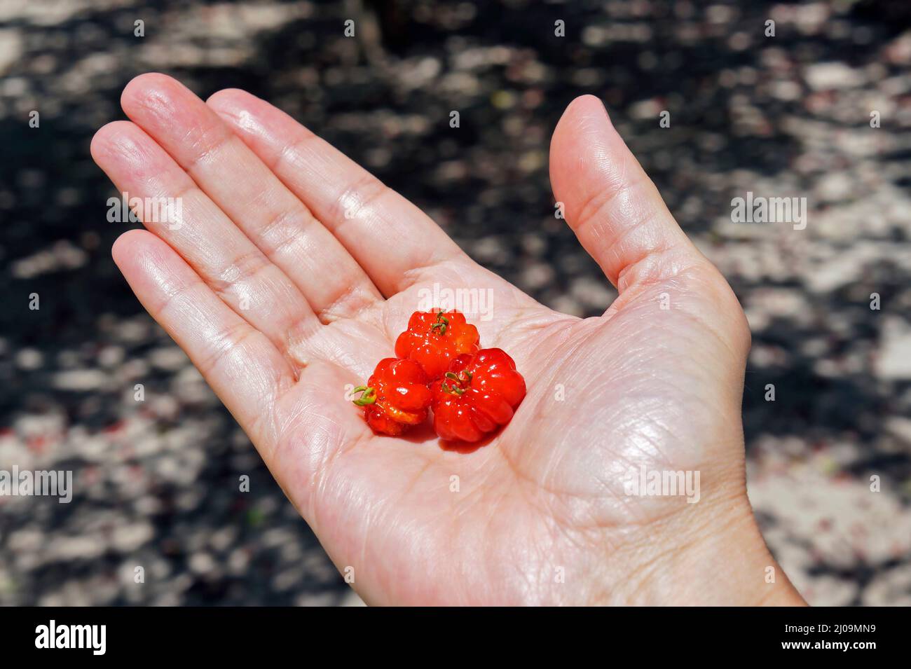 Brazilian cherry (Eugenia uniflora) on hand Stock Photo - Alamy