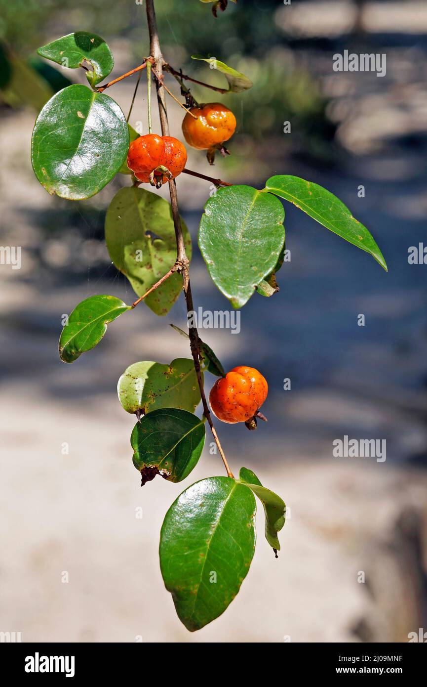 Brazilian cherries on tree (Eugenia uniflora Stock Photo - Alamy