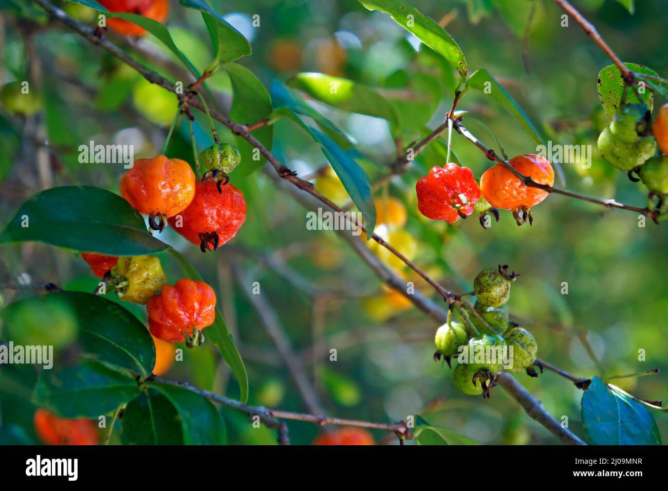 Brazilian cherries on tree (Eugenia uniflora Stock Photo - Alamy