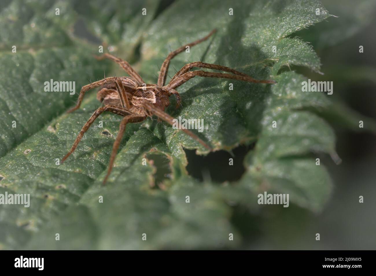 The wolf spider (Pardosa sp) hunts on the broad leaf on the edge of the ...