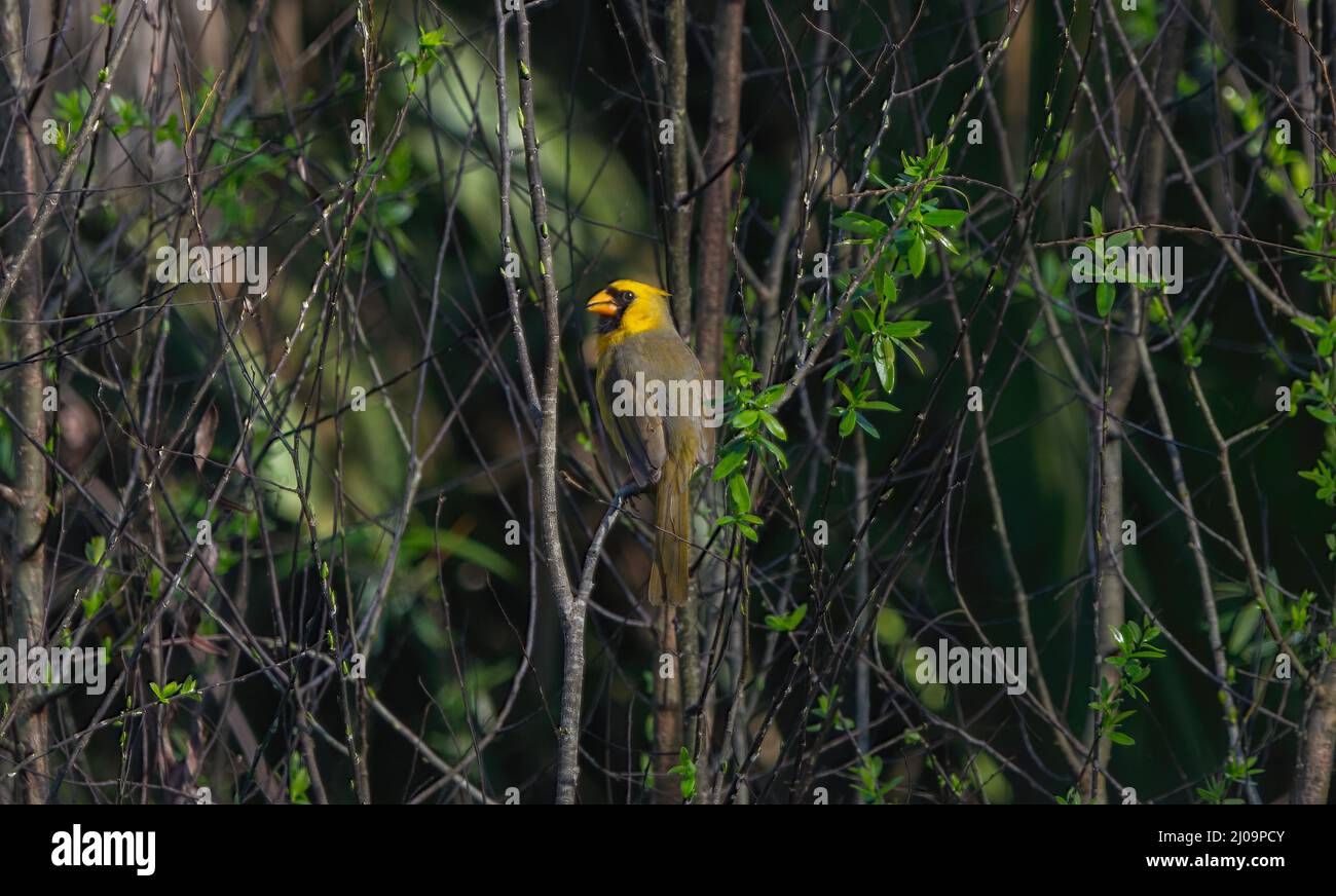 Rare yellow colored male northern cardinal - cardinalis cardinalis - a ...
