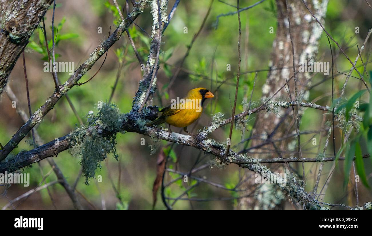 Yellow pigment hi-res stock photography and images - Alamy