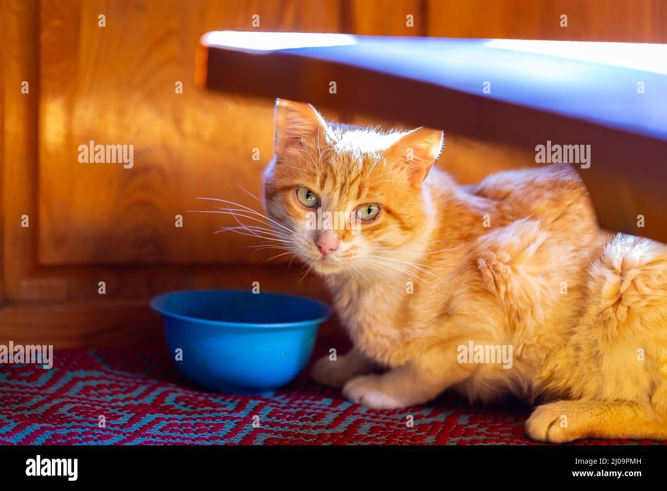 Cute yellow cat sitting on the floor and eating from a blue bowl Stock ...