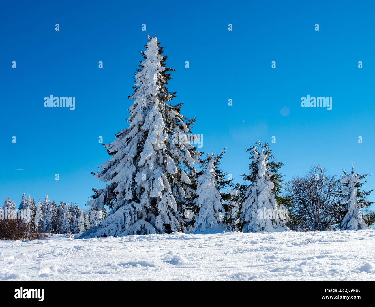 Huge Christmas trees under a thick layer of snow against a clear blue ...