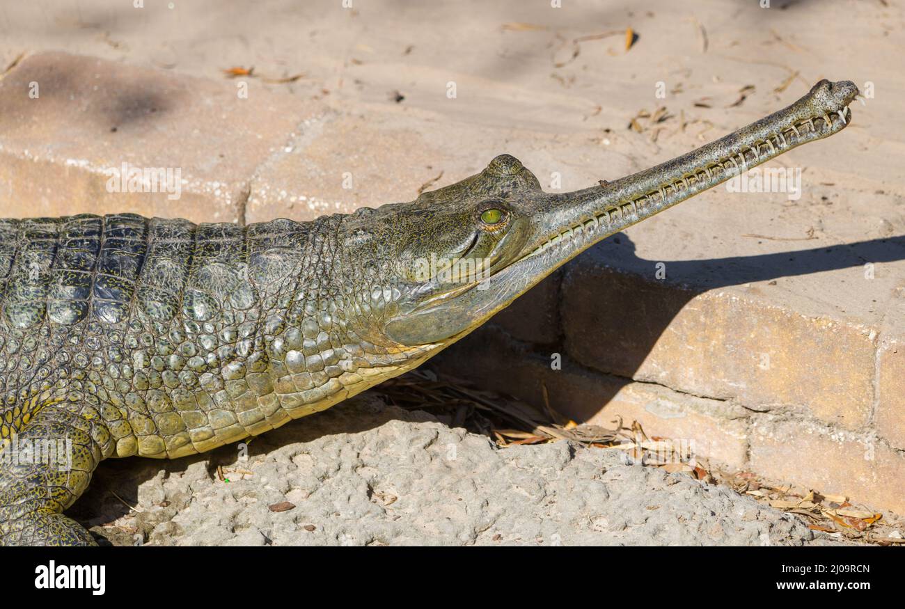 Indian gavial indian gharial gavialis hi-res stock photography and ...
