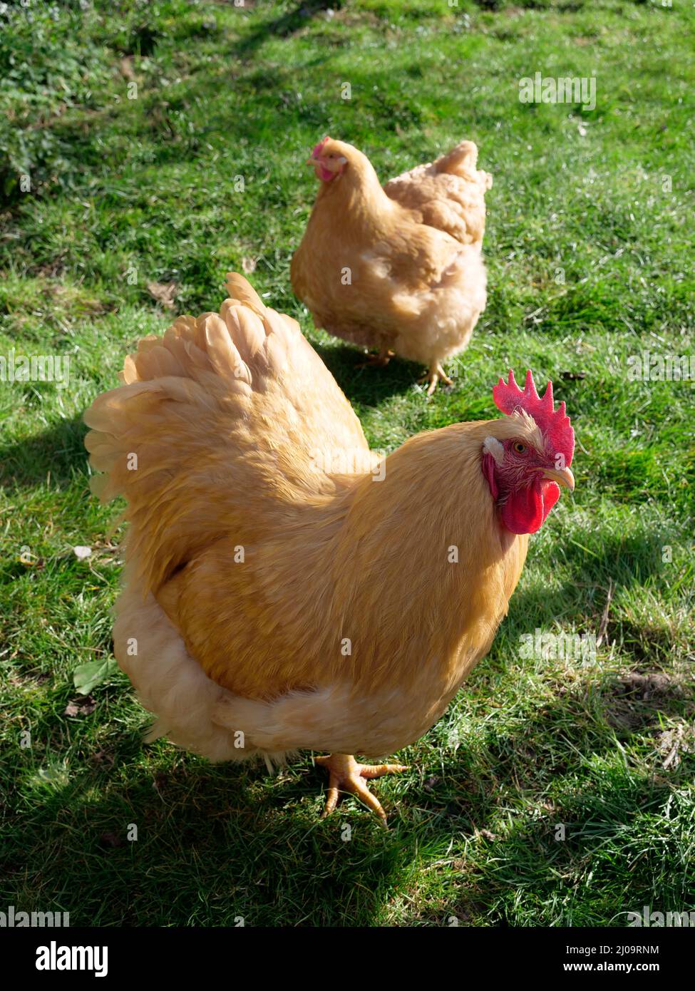 Buff Orpington Rooster or Cockerel and Hen Stock Photo - Alamy
