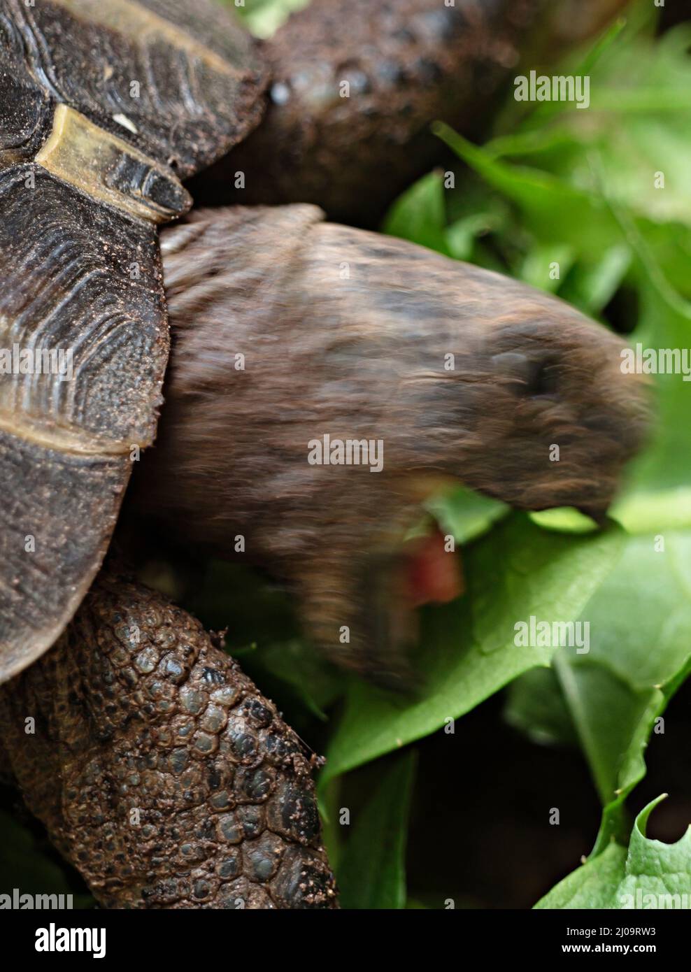 Tortoises tongue hi-res stock photography and images - Alamy