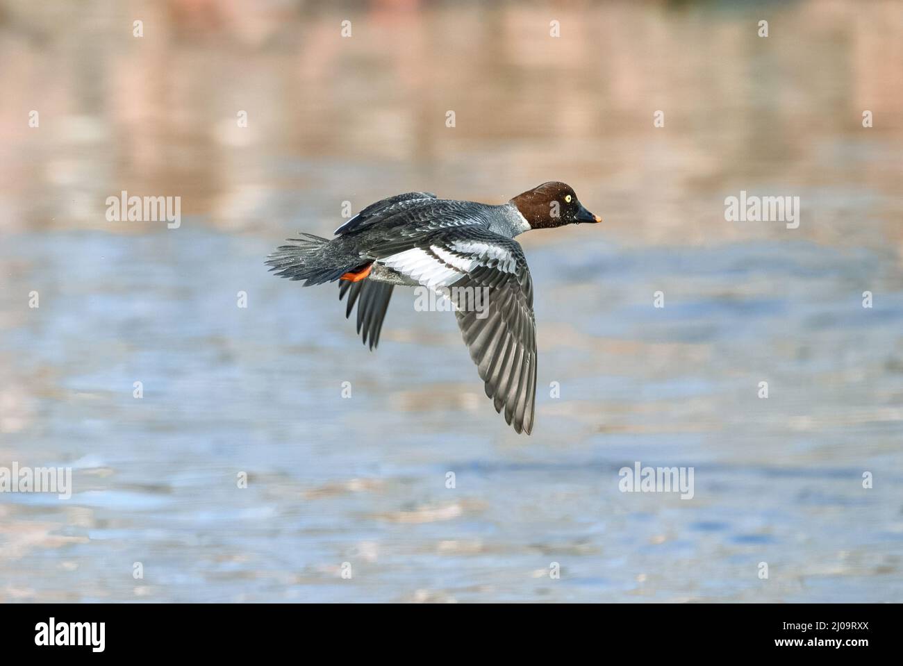 Goldeneye in winter plumage hi-res stock photography and images - Alamy