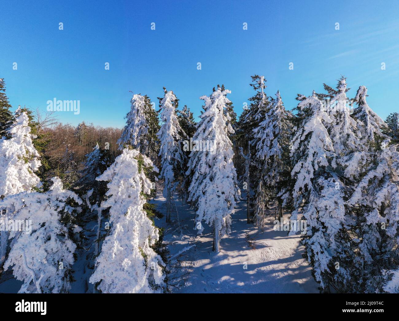 Panoramic frozen forest dawn hi-res stock photography and images - Alamy