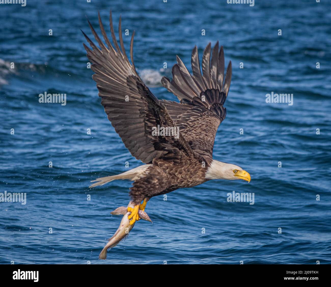 Shallow focus shot of a bald eagle holding its fish prey and flying ...