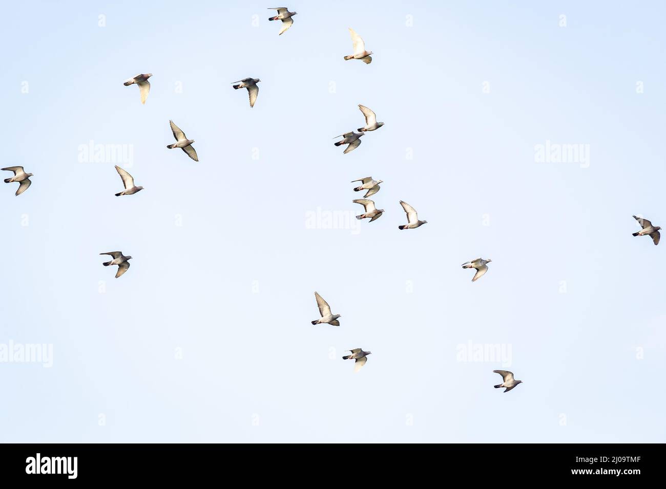 A flock of gulls flying in a cloudless light blue sky Stock Photo - Alamy