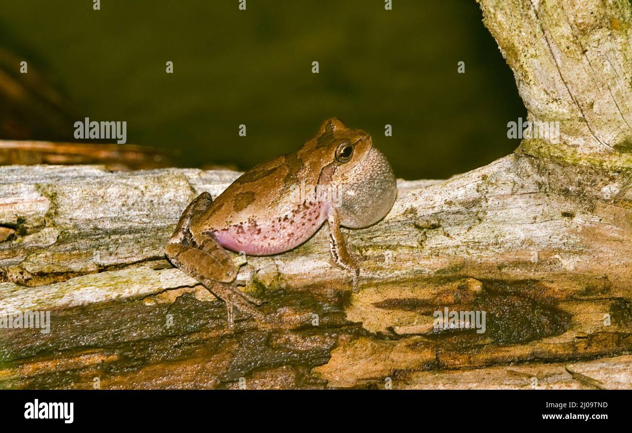 Pinewoods Tree Frog High Resolution Stock Photography and Images - Alamy