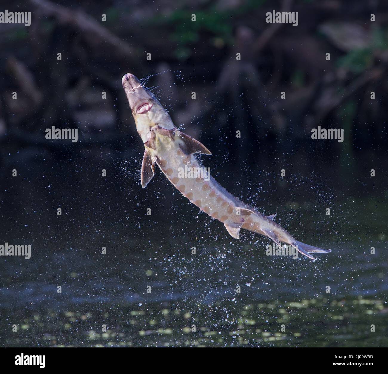 River sturgeon hi-res stock photography and images - Alamy