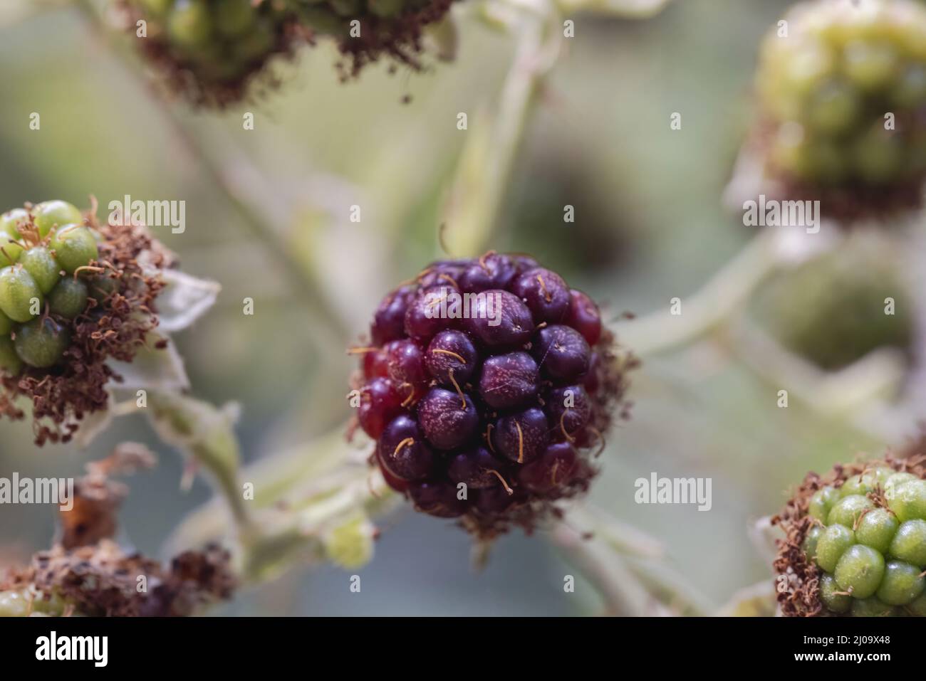 berries growing in summer on blackberry vine in washington state Stock ...